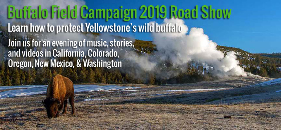 Buffalo Field Campaign: Working to Stop the Yellowstone Bison Slaughter